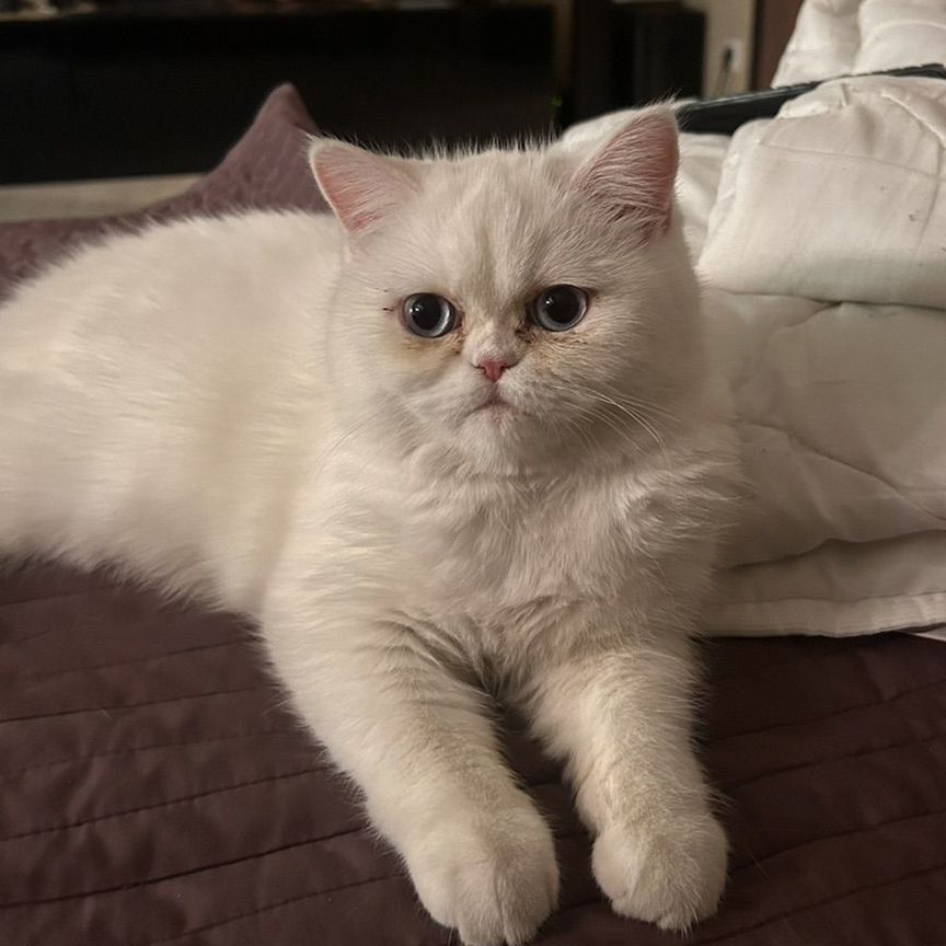 Экзотические котята