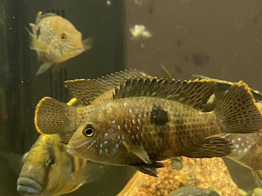 Акара бирюзовая