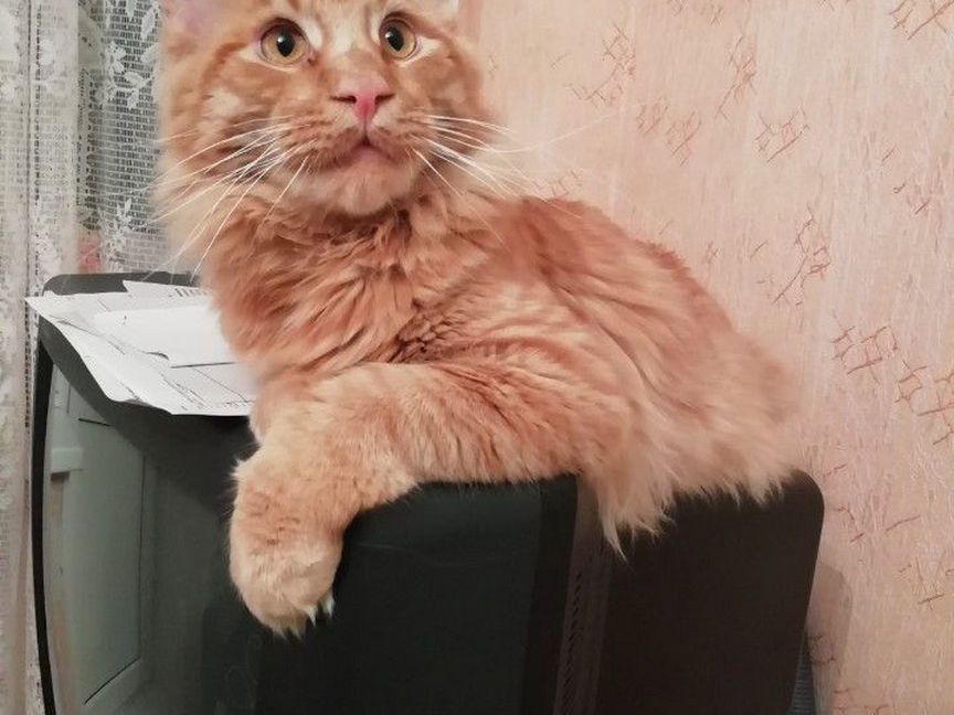 Мейн-кун вязка