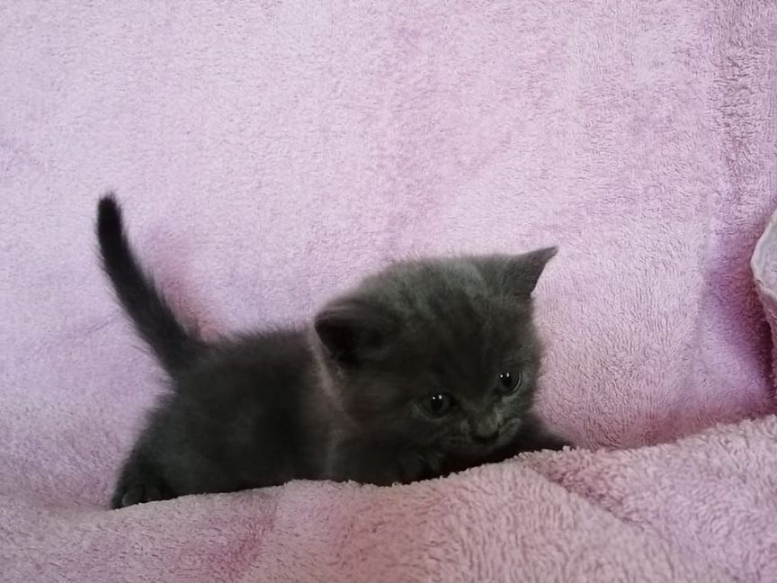 Британская кошечка