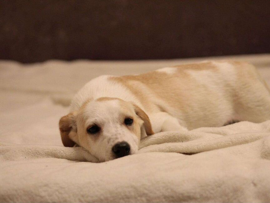 Персей ищет дом