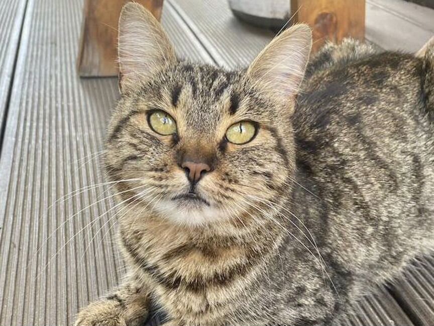 Оставили кошку на дачах нужен дом