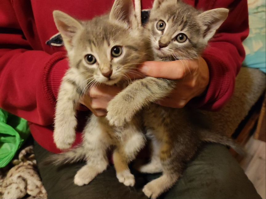 Котята