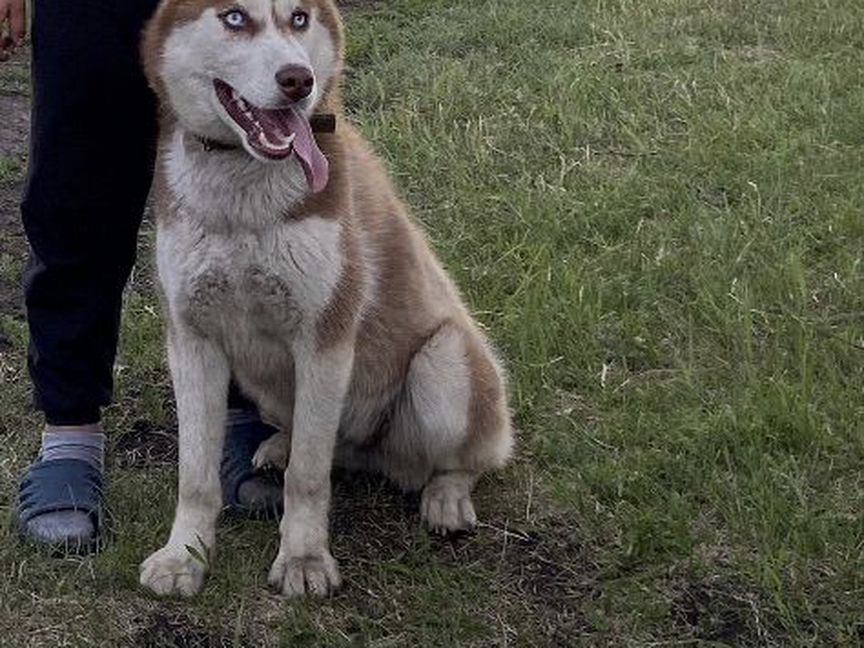 Хаски в добрые руки