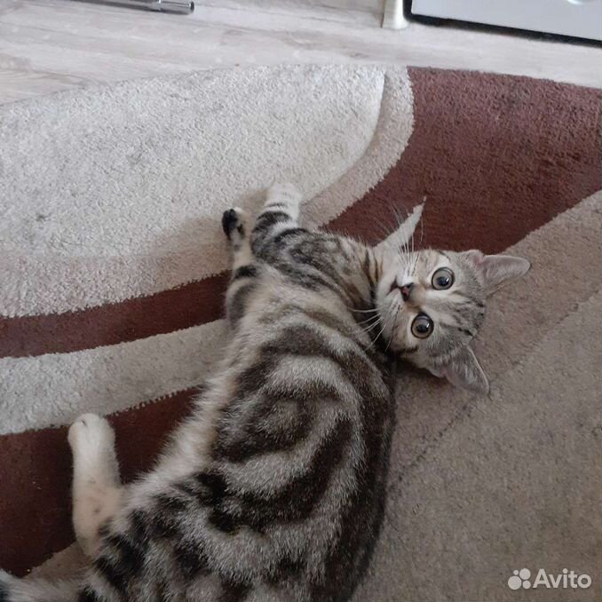 Кошки шотландцы