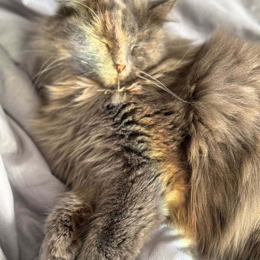 Кошка