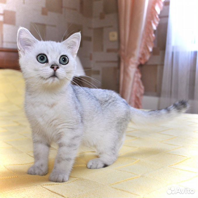 Оливер в добрые руки (серебристая шиншилла)