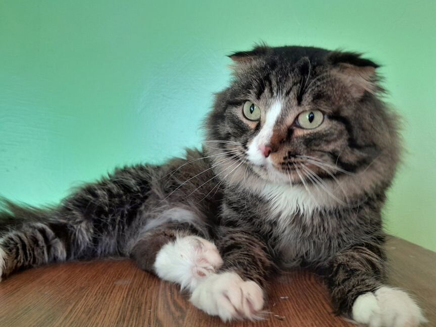 Кот в самые добрые руки