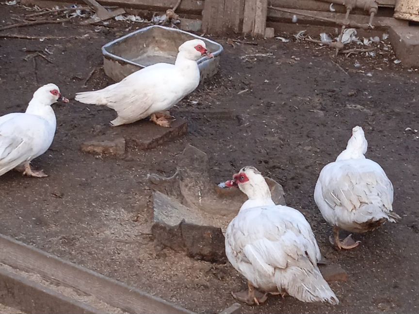 Индоутки белые