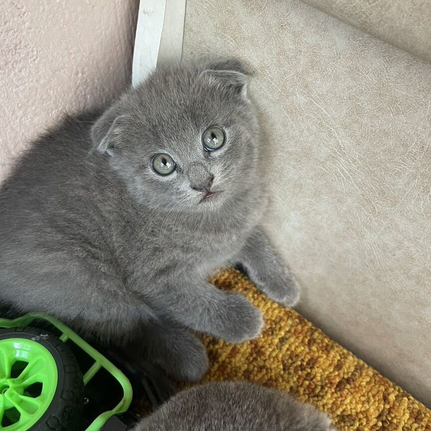 Вислоухие котята