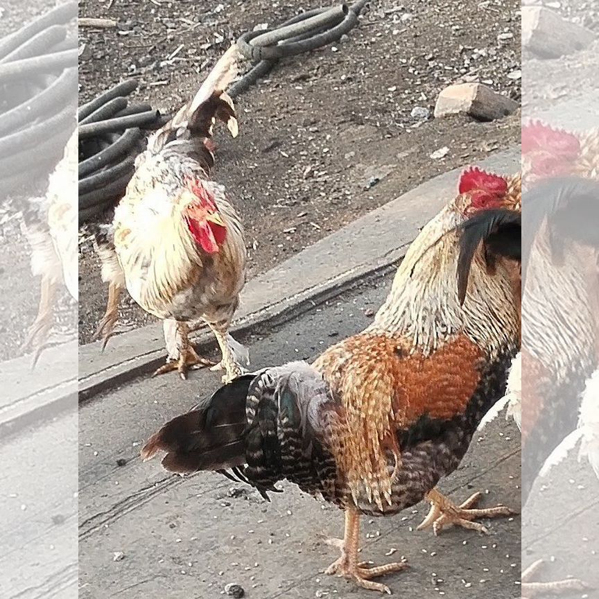 Продам петуха