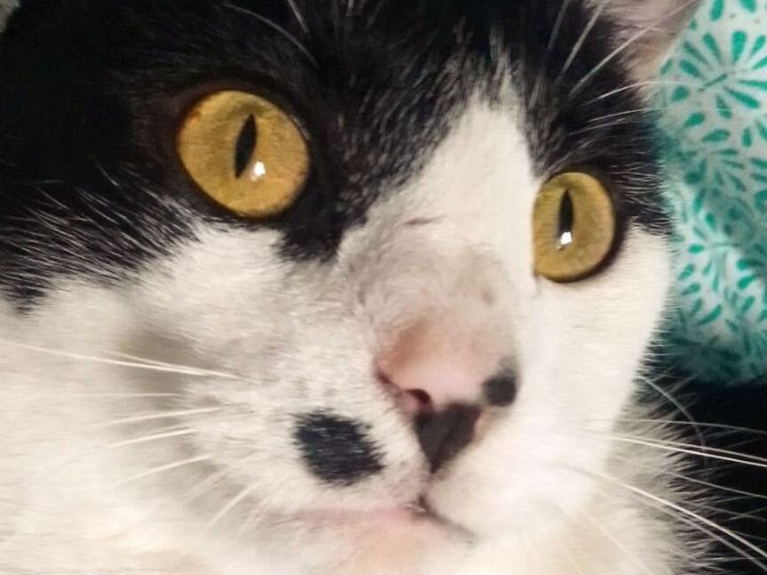 Крупный очаровательный малыш, ласковый интеллигент