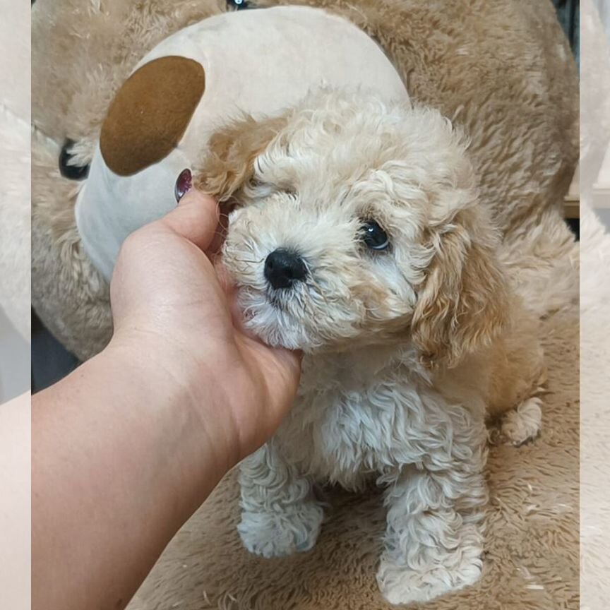 Золотой Мальтипу baby boy