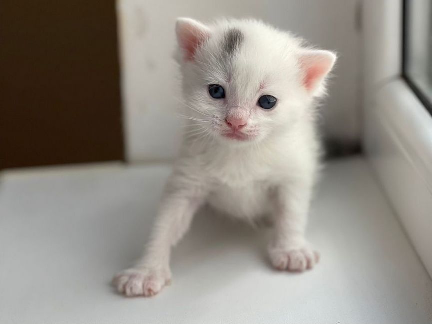 Домашние котики