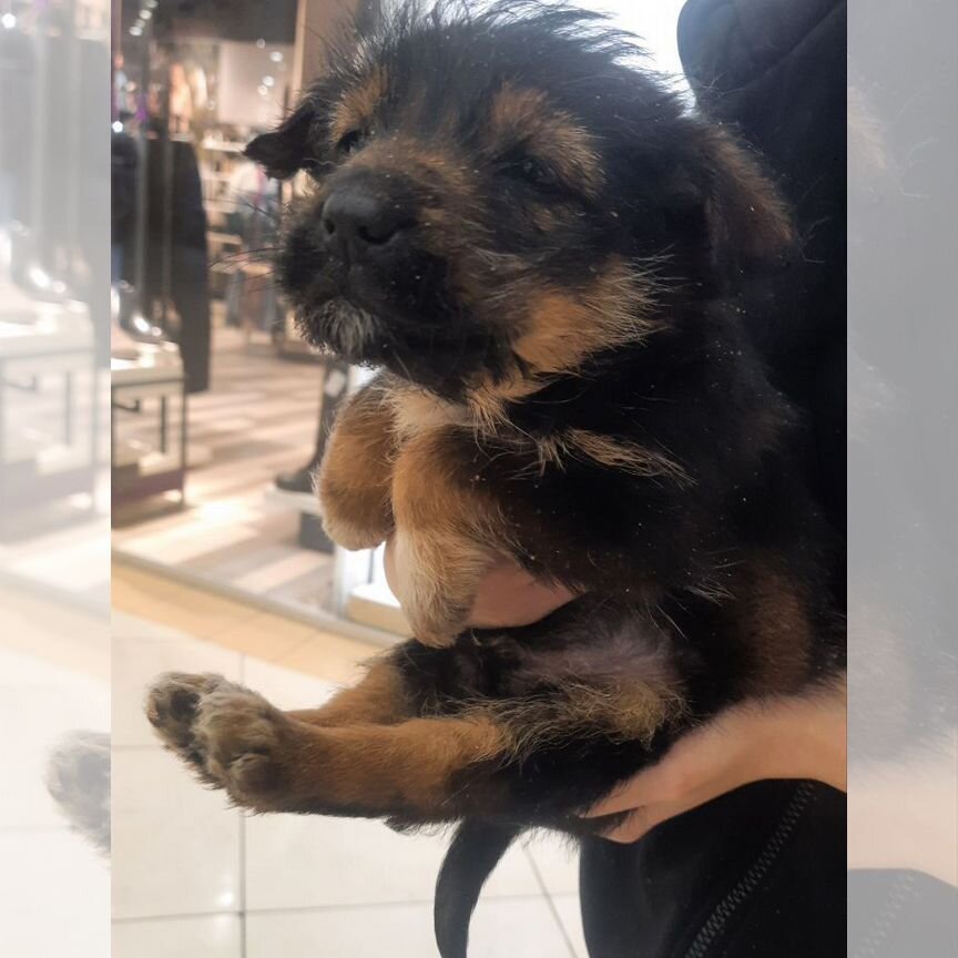 Щенок в добрые руки