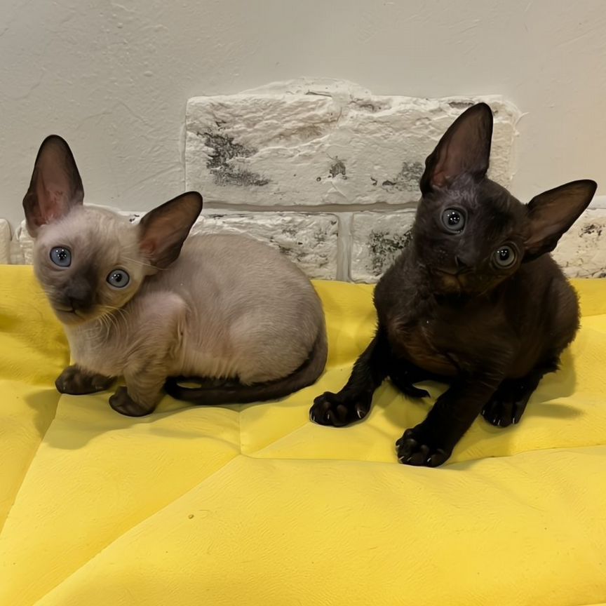 Корниш-рекс котёнок