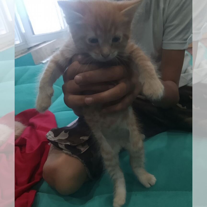 Котёнок в добрые руки