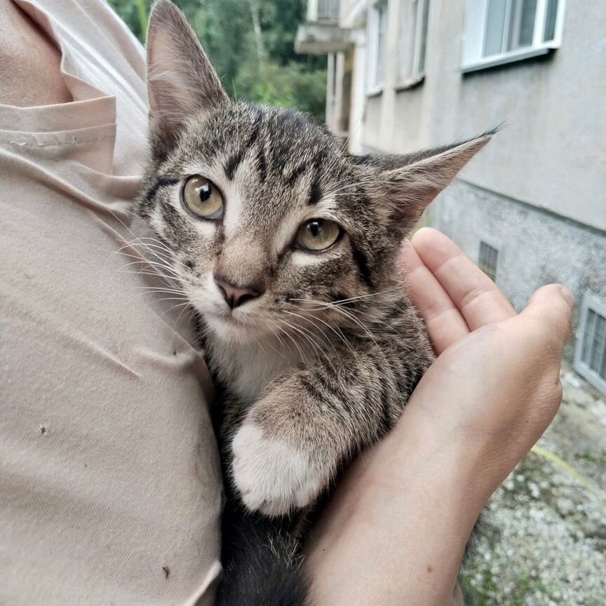 Славные полосатики, мама и сын, ищут дом