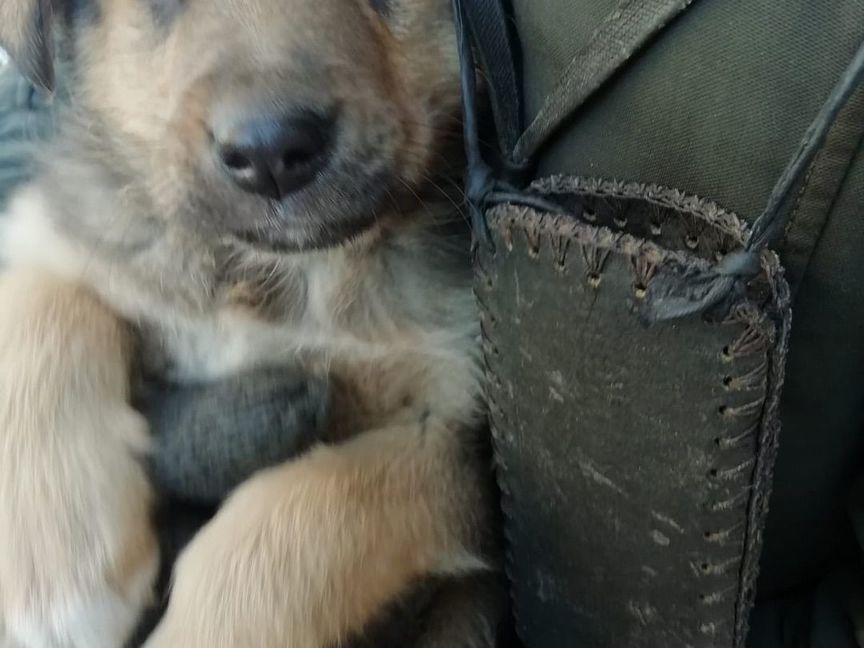 Собаки бесплатно