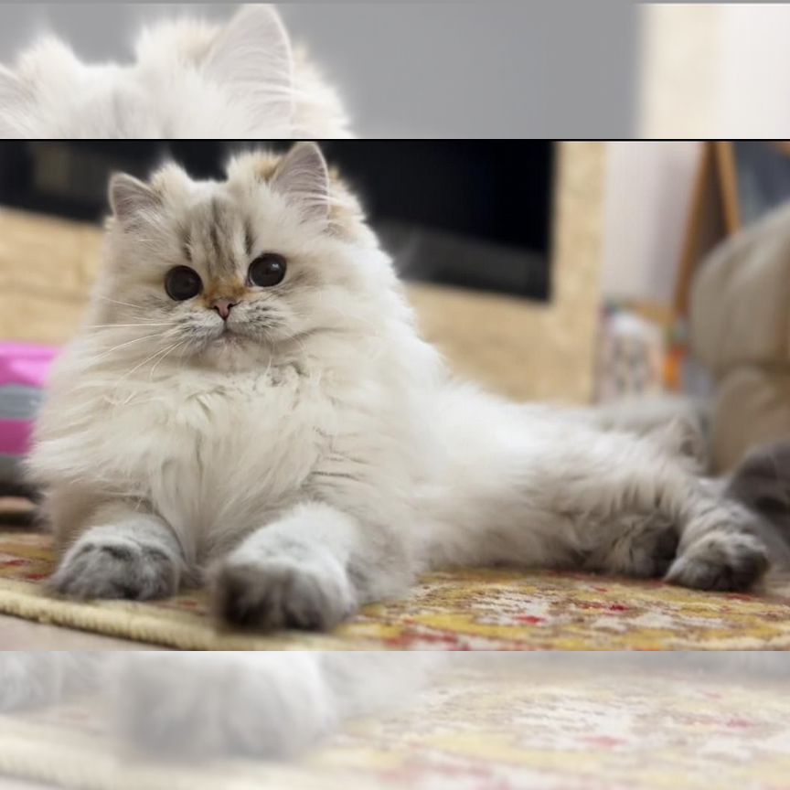 Шотландская прямоухая длинношёрстная кошка, взрослая