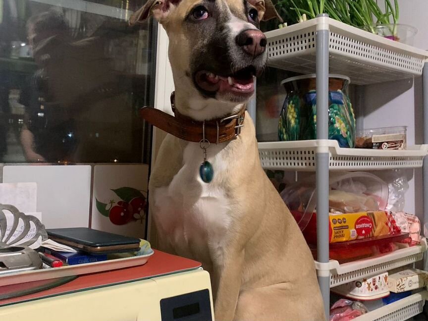 Отдам в добрые руки