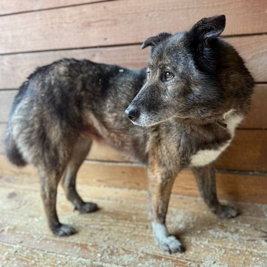 Взрослый пёс в добрые руки