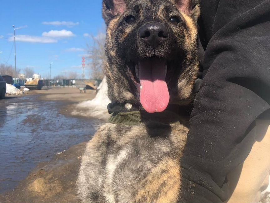 Спасите молодую собаку