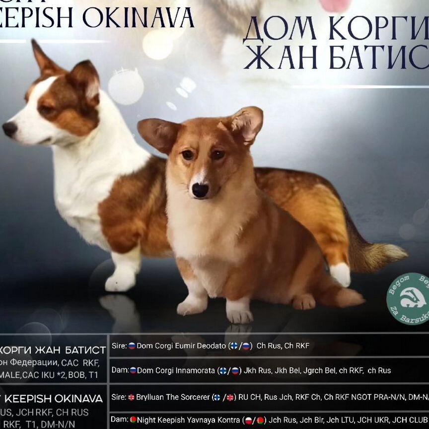 Девочка Гермиона вельш корги кардиган