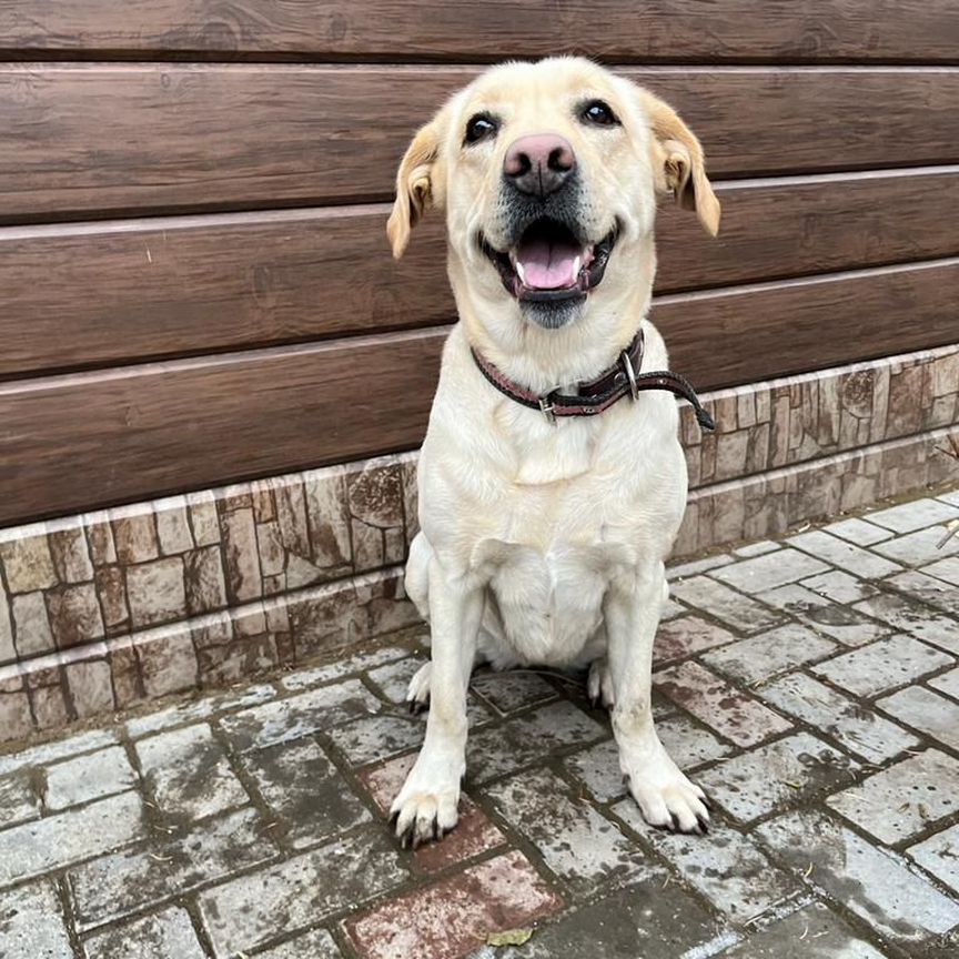 Лабрадор девочка стерилизованная