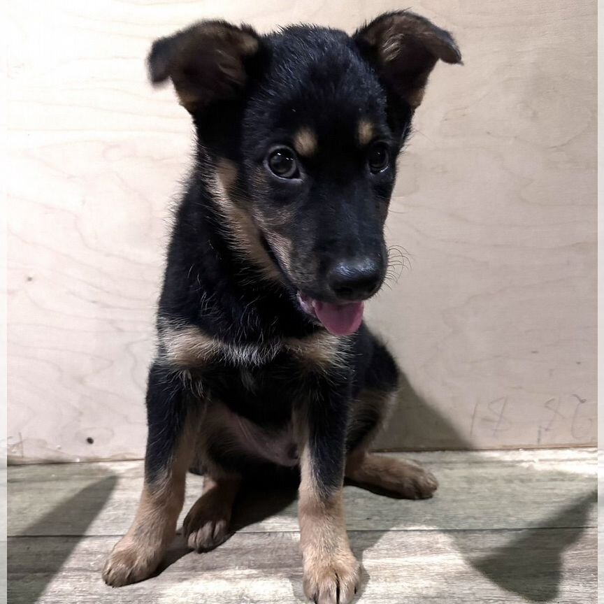 Щенок в добрые руки