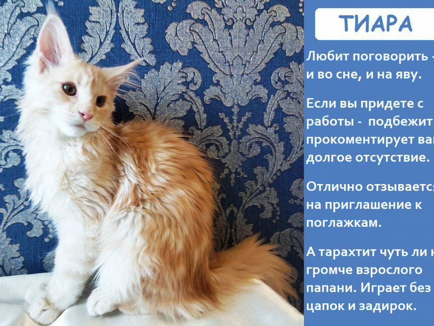 Мейн-кун. Клубный договор, полный пакет документов