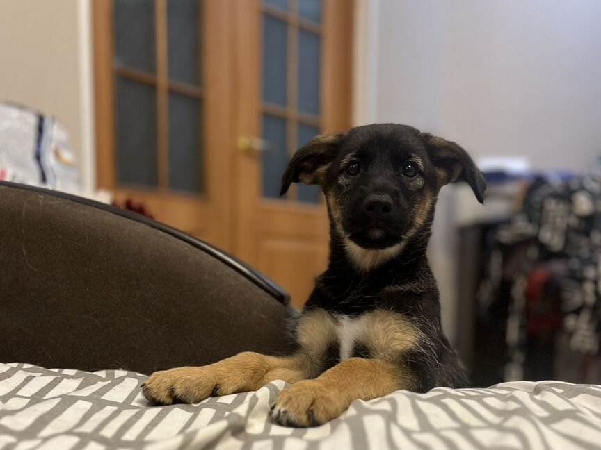 Крошка щенок в добрые руки