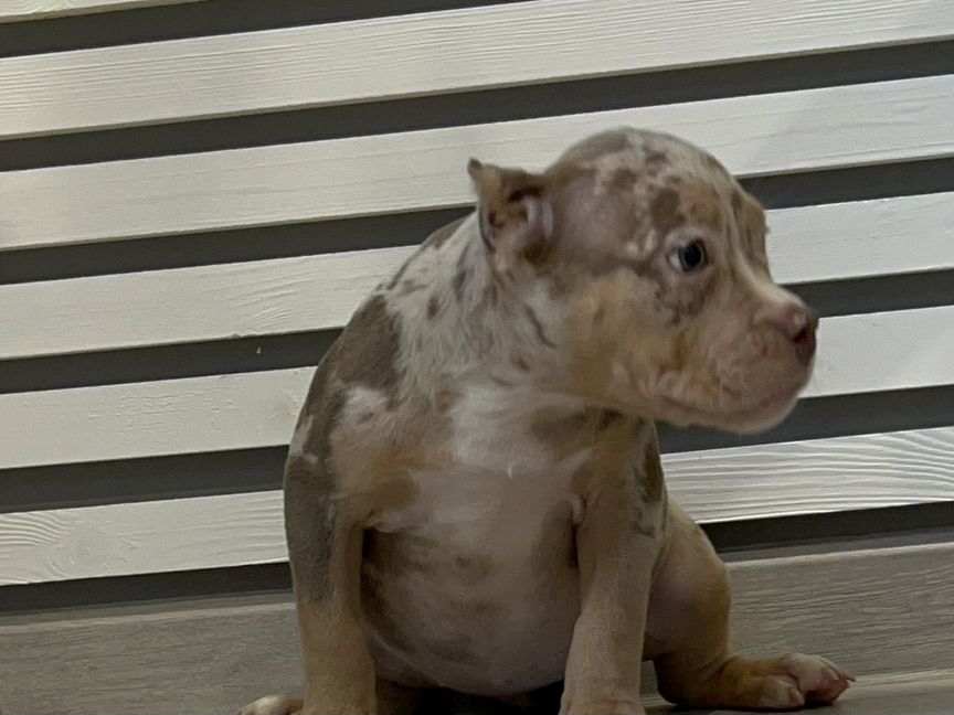 Американский булли мерль