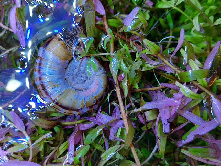 Улитки аквариумные