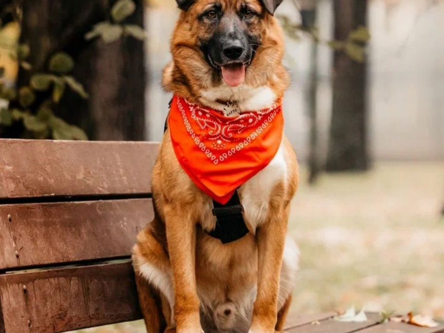 Собака в добрые руки