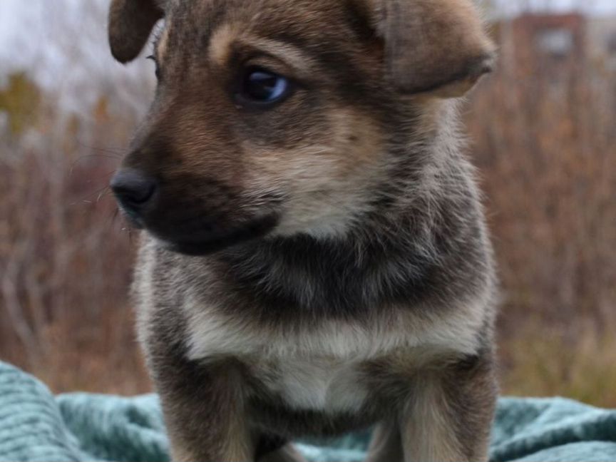 Щенки бесплатно