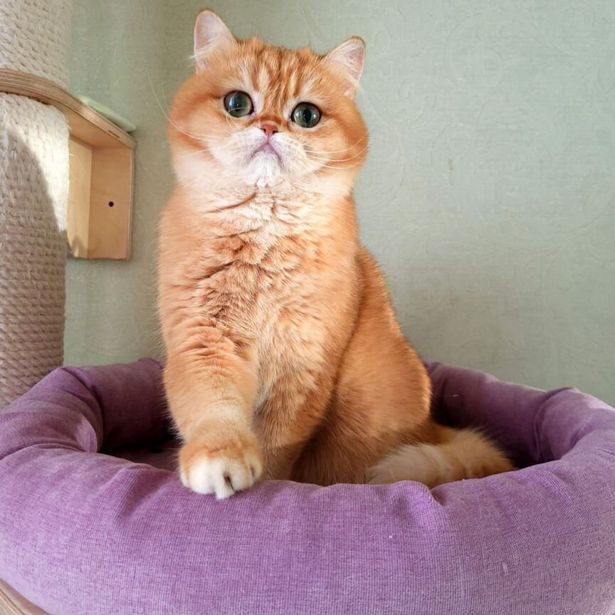 Нежная британочка Ляля