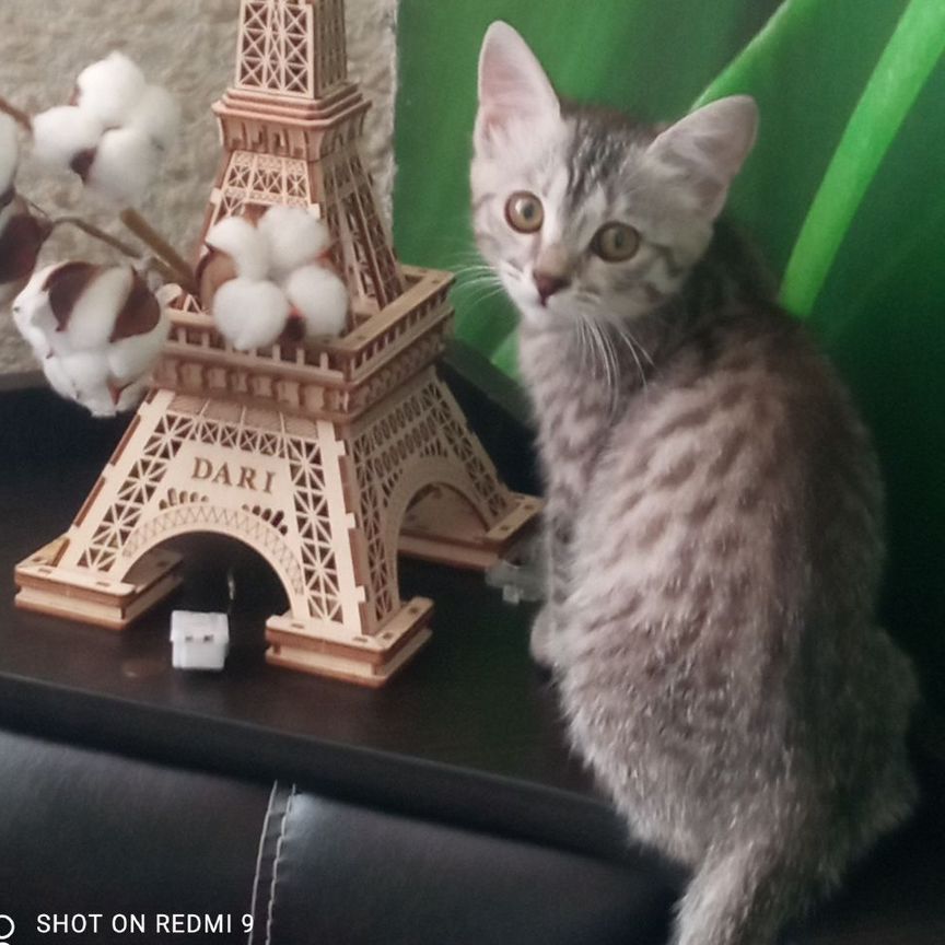 Котёнок в добрые руки