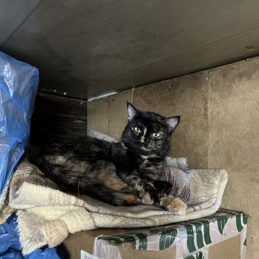 Кошечка в добрые руки