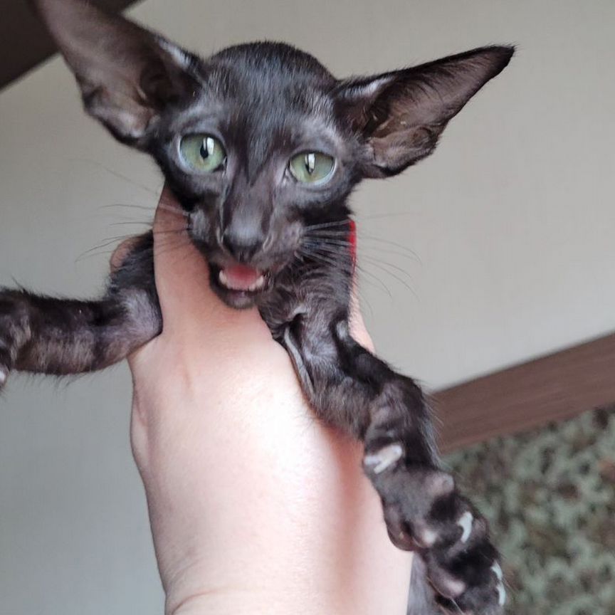 Ориентальный котёнок
