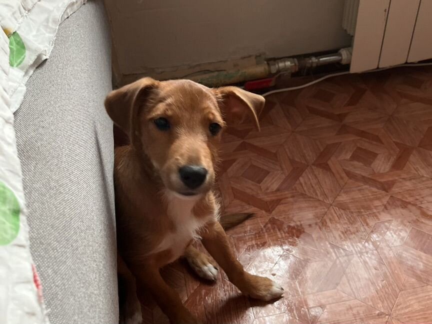 Ягтерьер помесь