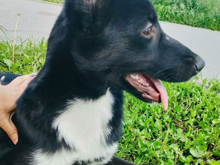 Щенок, шесть месяцев,стерилизована