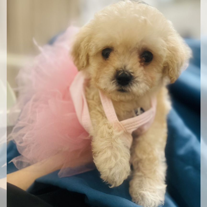 Мальтипу, щенок