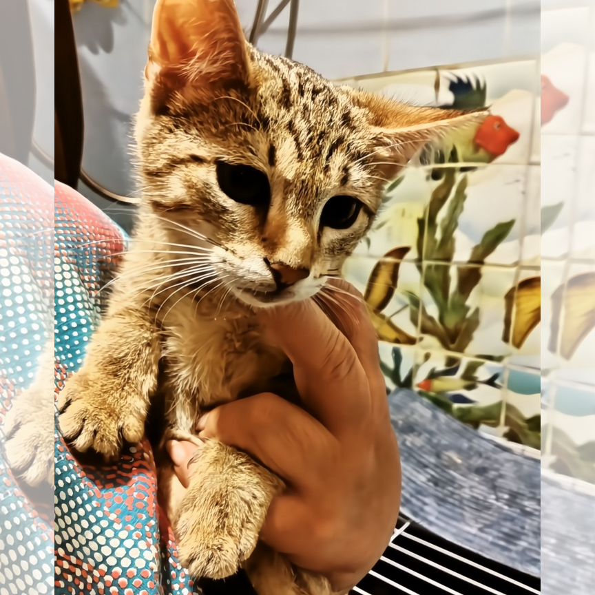 Котёнок в добрые руки