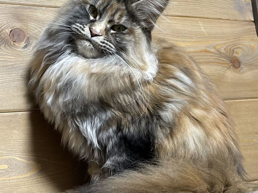 Котенок мейн кун с родословной, 5 месяцев