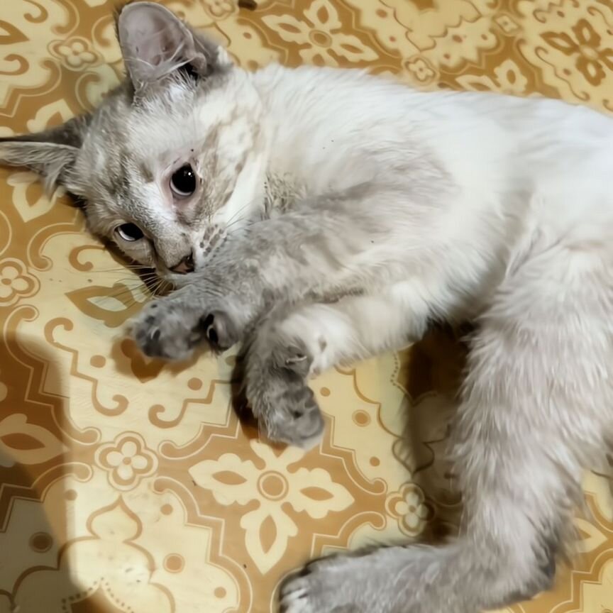 Котёнок в добрые руки