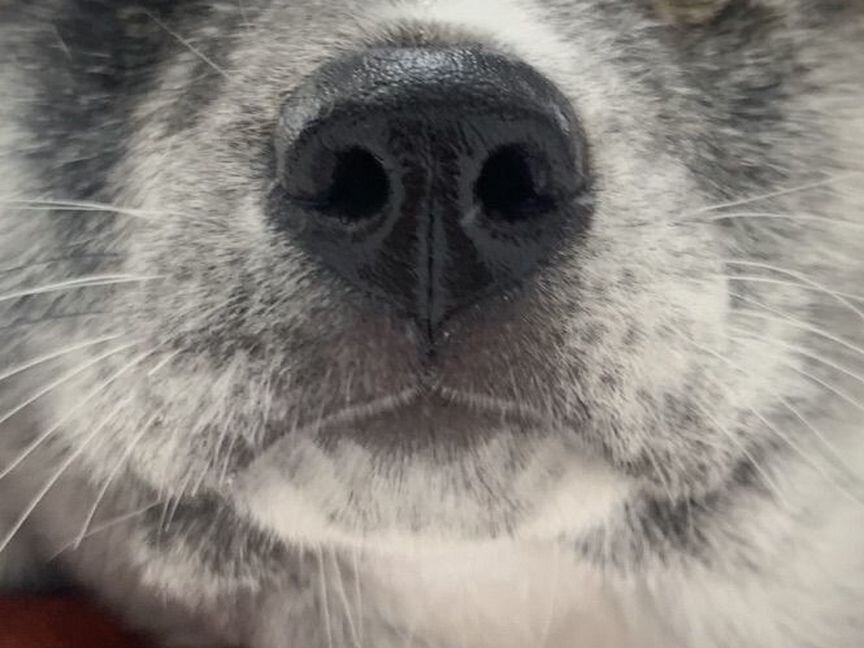 Щенки акита ину