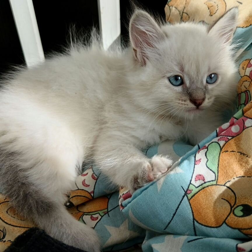 Котята Невская Маскарадная