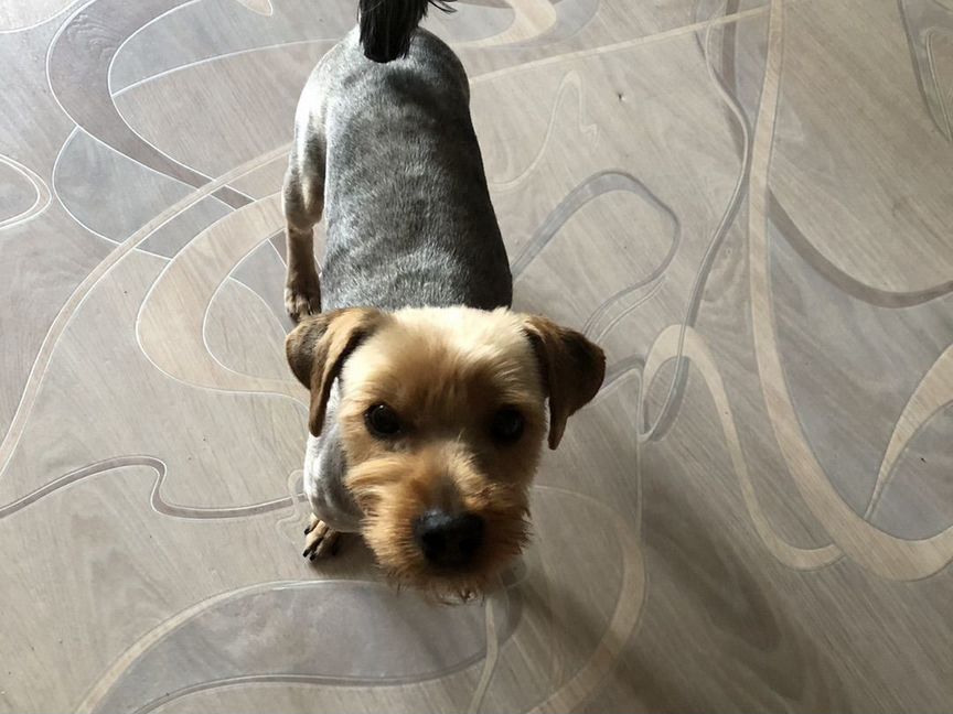 Собака для вязки