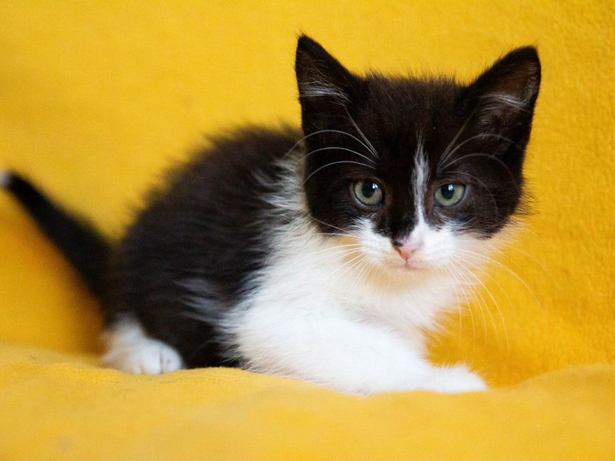 Котенок мальчик